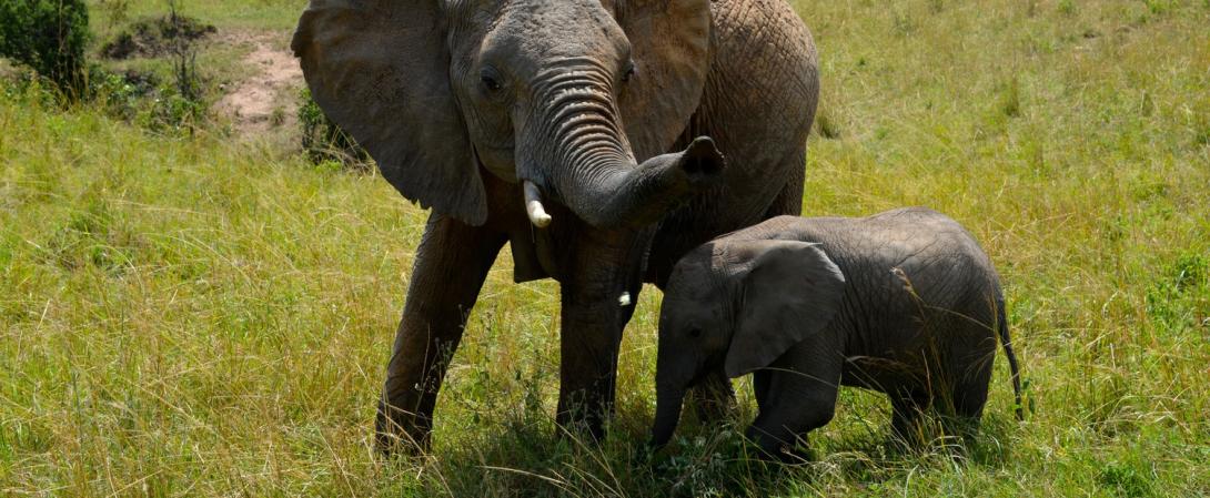 Fight Wildlife Poaching | Projects Abroad